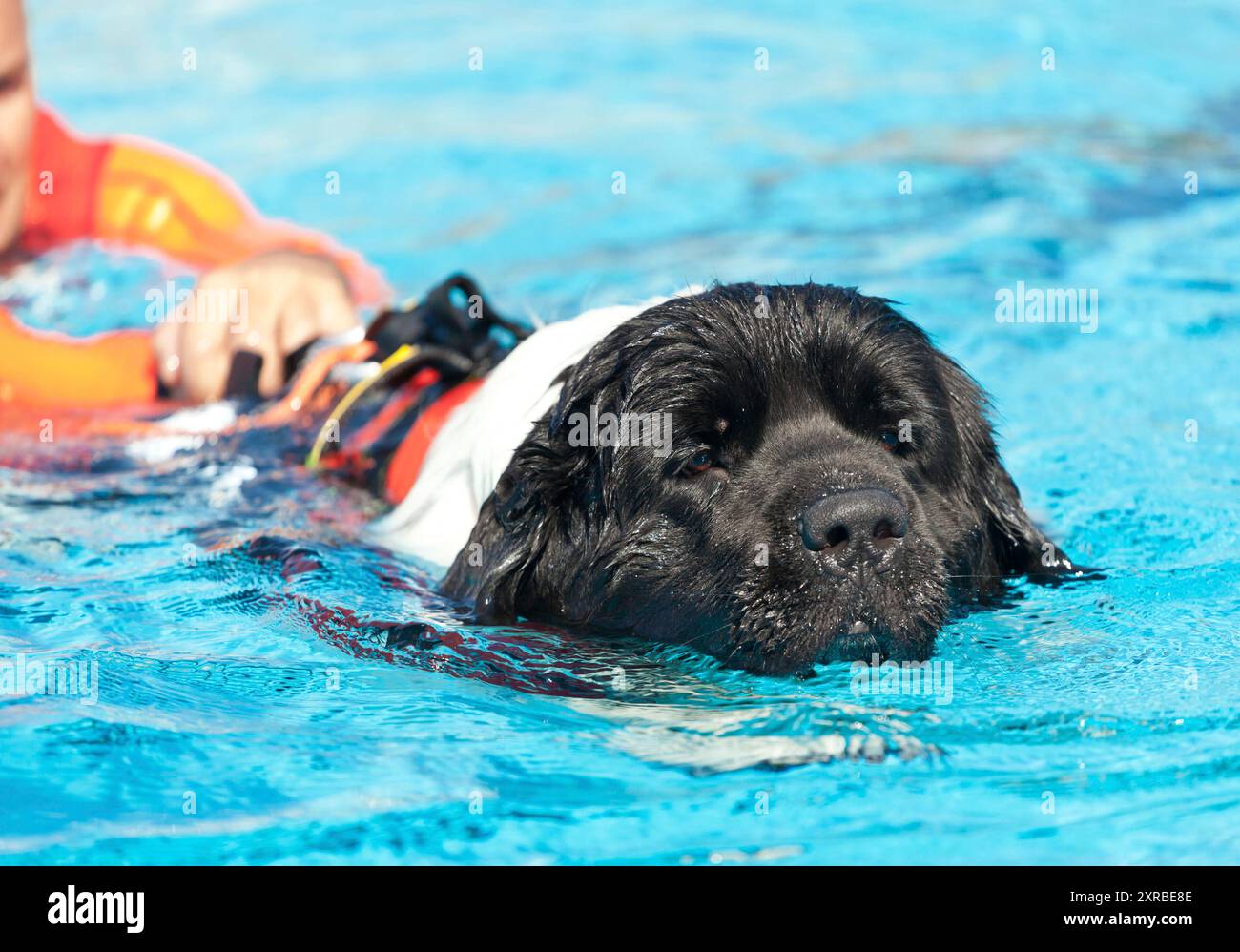 Lifeguard dog, rescue demonstration with the dogs in the pool Stock ...