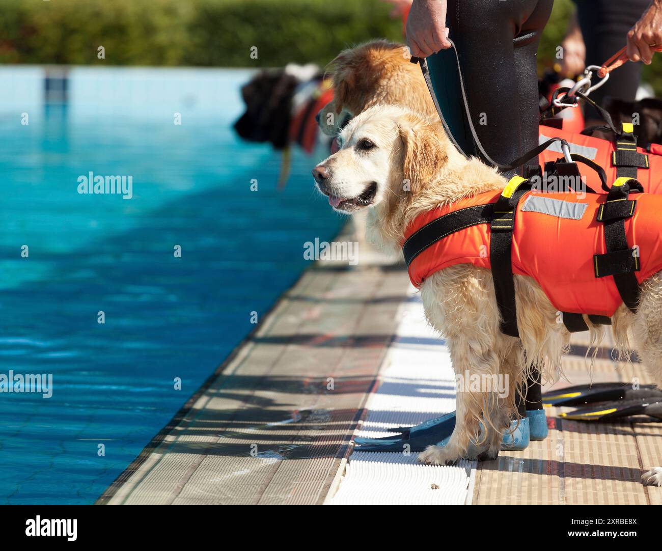 Lifeguard dog, rescue demonstration with the dogs in the pool Stock ...
