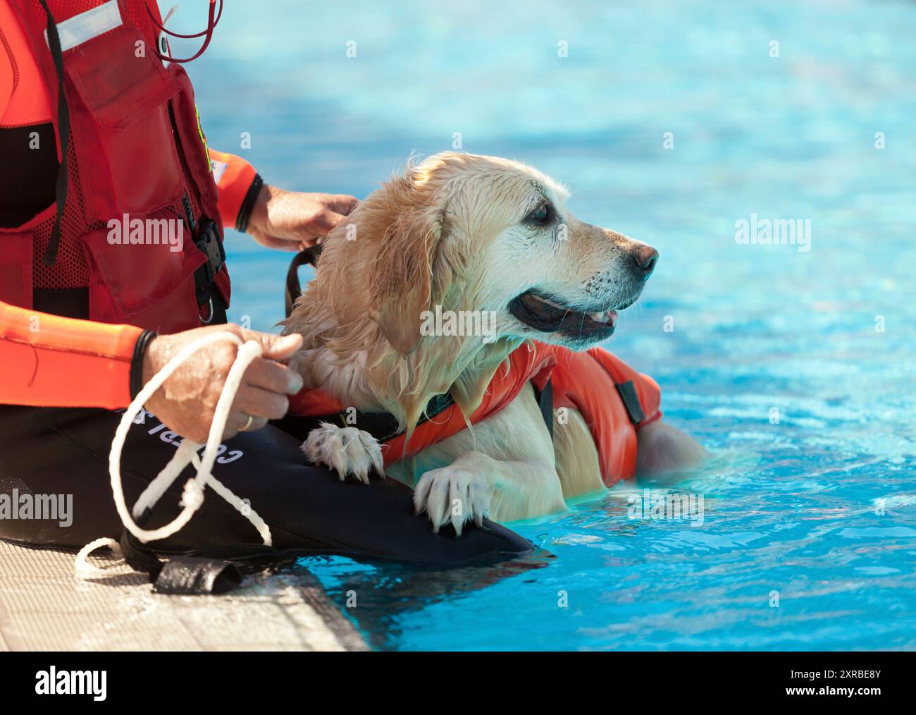 Lifeguard dog, rescue demonstration with the dogs in the pool Stock ...