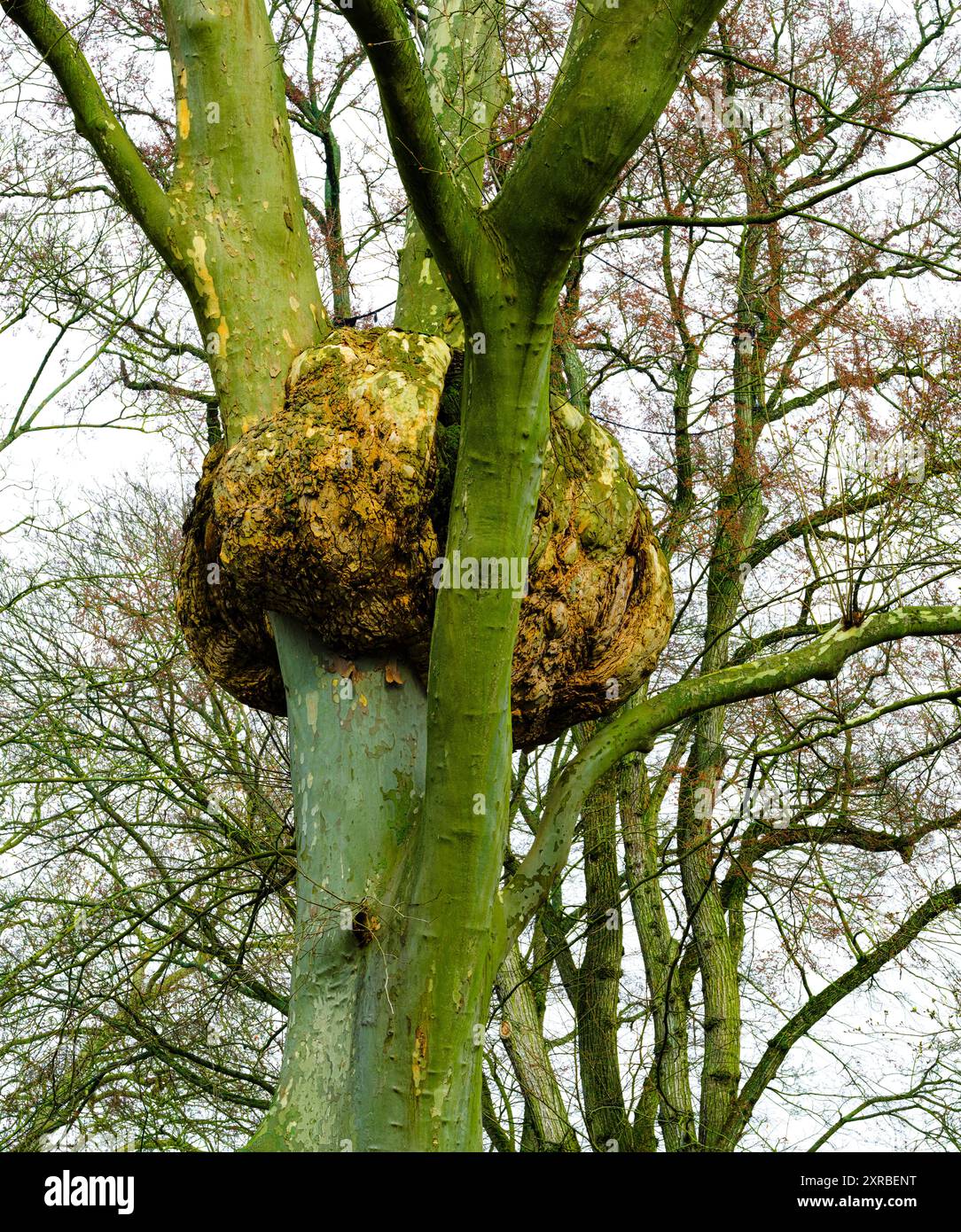 Europe, Germany, maple-leaved plantain (Platanus x hispanica ...
