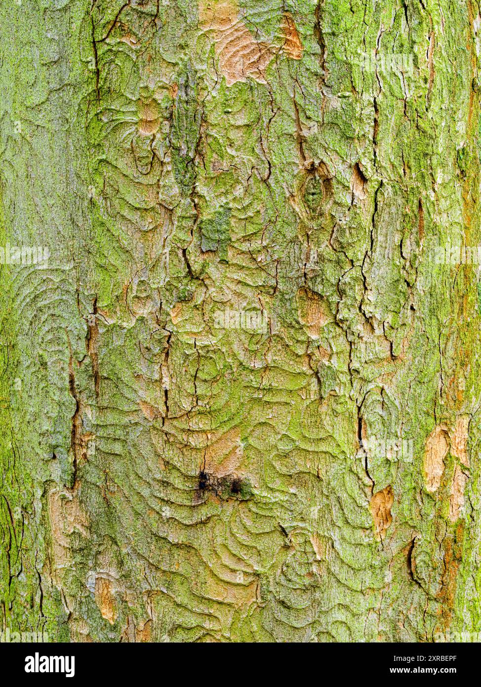 Europe, Germany, maple-leaved plantain (Platanus x hispanica ...