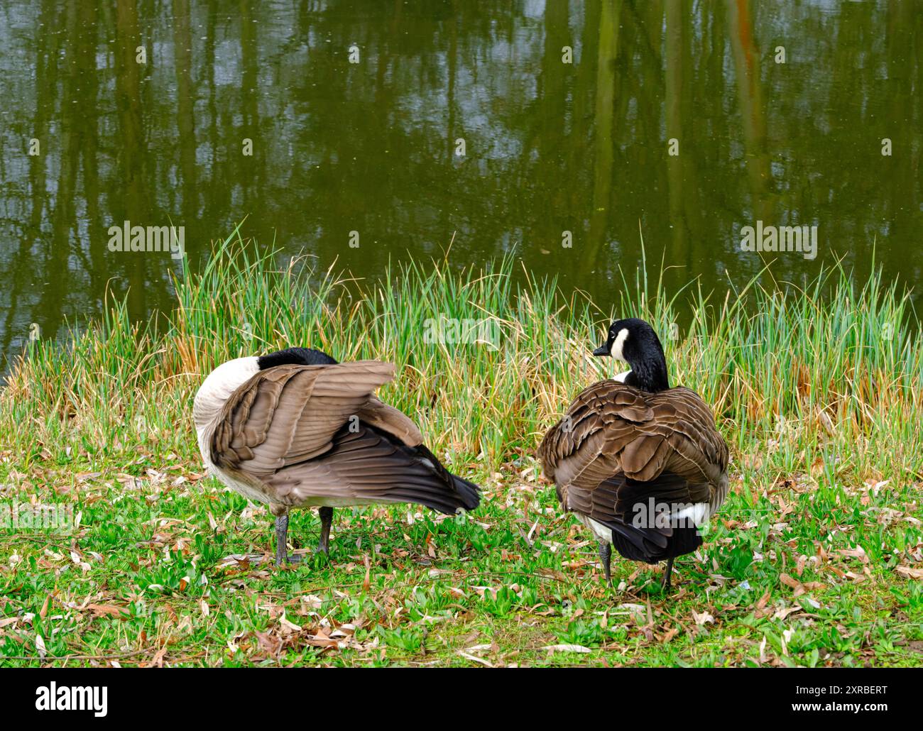 Europe, Germany, Canada geese on the lakeshore, resting Stock Photo - Alamy