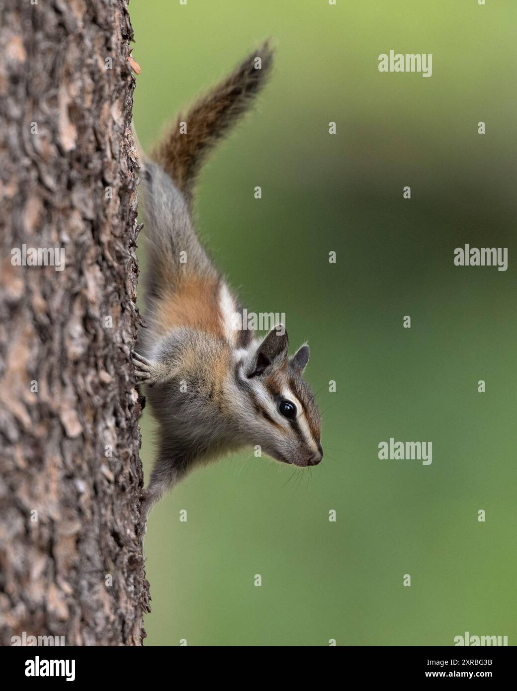 Lodgepole Chipmunk (Neotamias speciosus) El Dorado County Caliofrnia ...