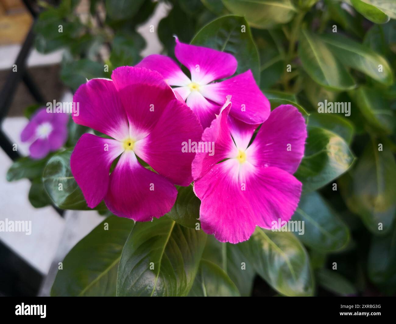The beautiful Catharanthus roseus flower in garden Stock Photo - Alamy