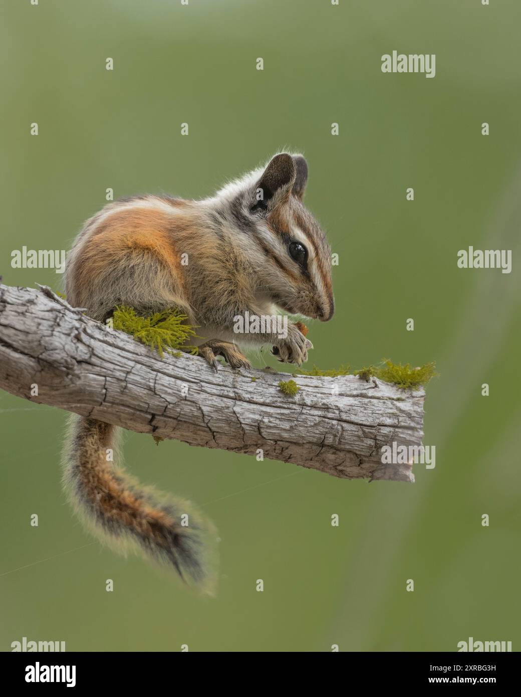 Lodgepole Chipmunk (Neotamias speciosus) El Dorado County Caliofrnia ...