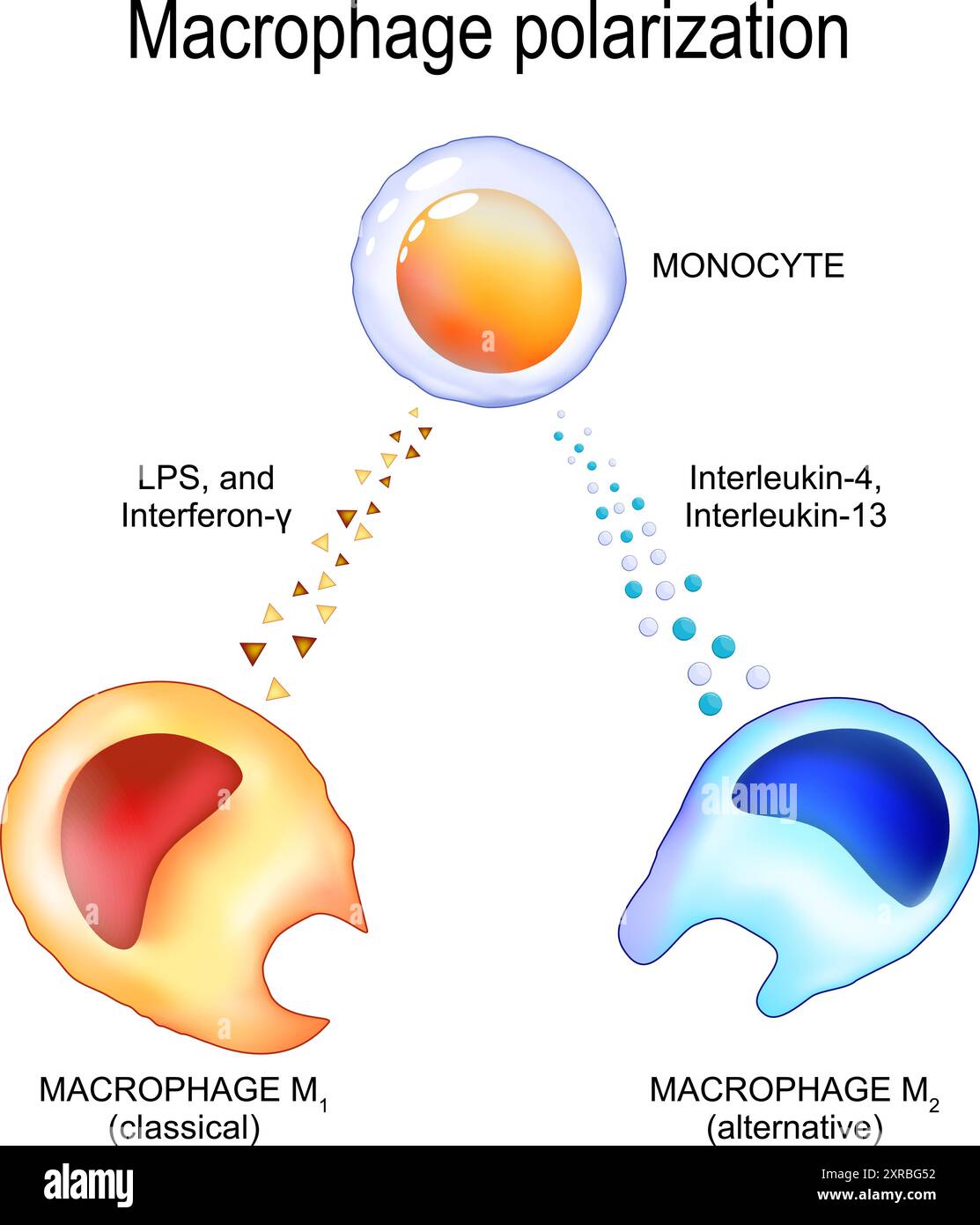 Macrophage hi-res stock photography and images - Alamy