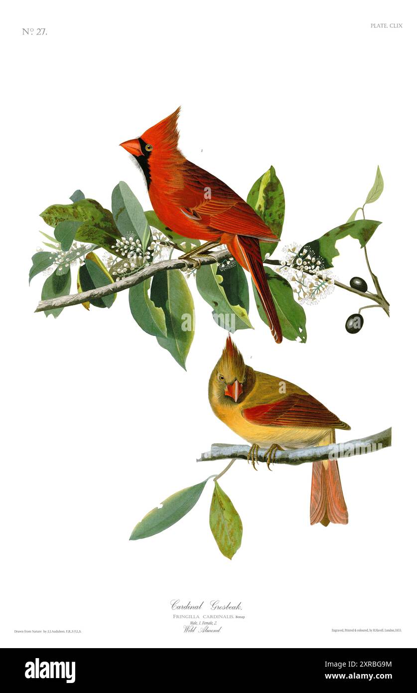 Cardinal Grosbeak, John Audubon - Birds of America. 1833. High ...