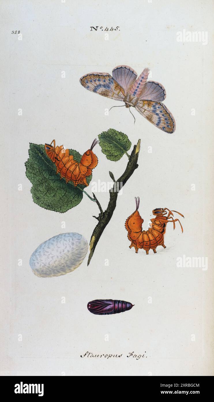 Lobster Moth, Edward Donovan, 1794. High Resolution Stock Photo - Alamy