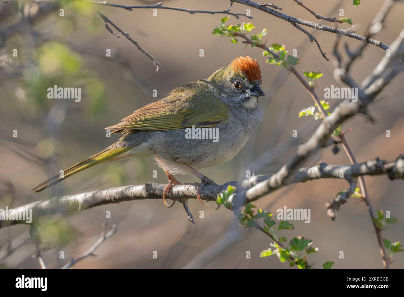 Pipchl hi-res stock photography and images - Alamy