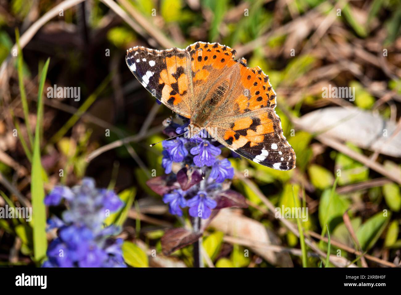 Dorsal view painted lady butterfly hi-res stock photography and images ...