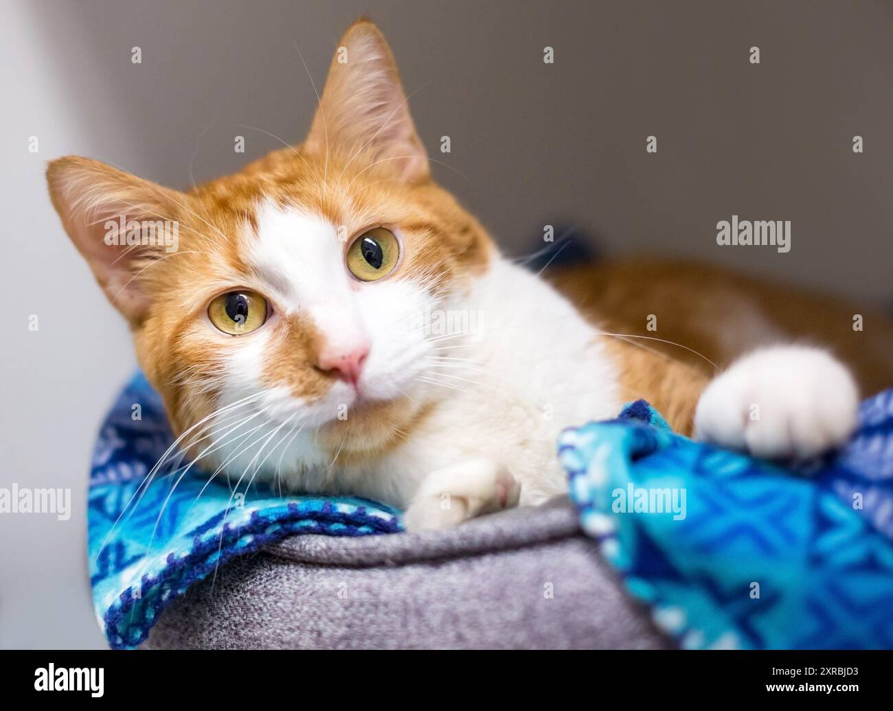 A shorthair cat with orange tabby and white markings lying in a pet bed ...