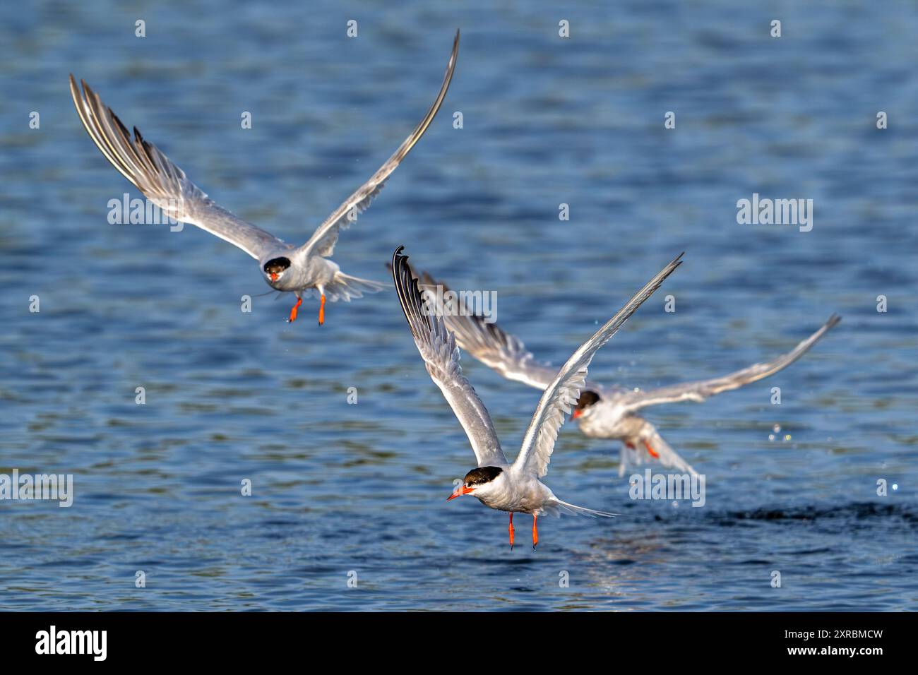 Three common terns (Sterna hirundo) in breeding plumage in flight ...