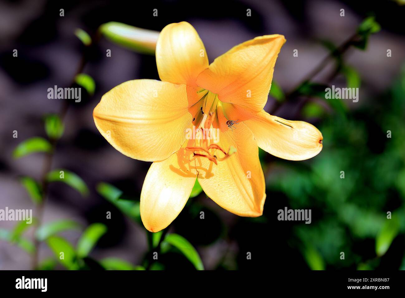 Lily flower yellow hi-res stock photography and images - Alamy