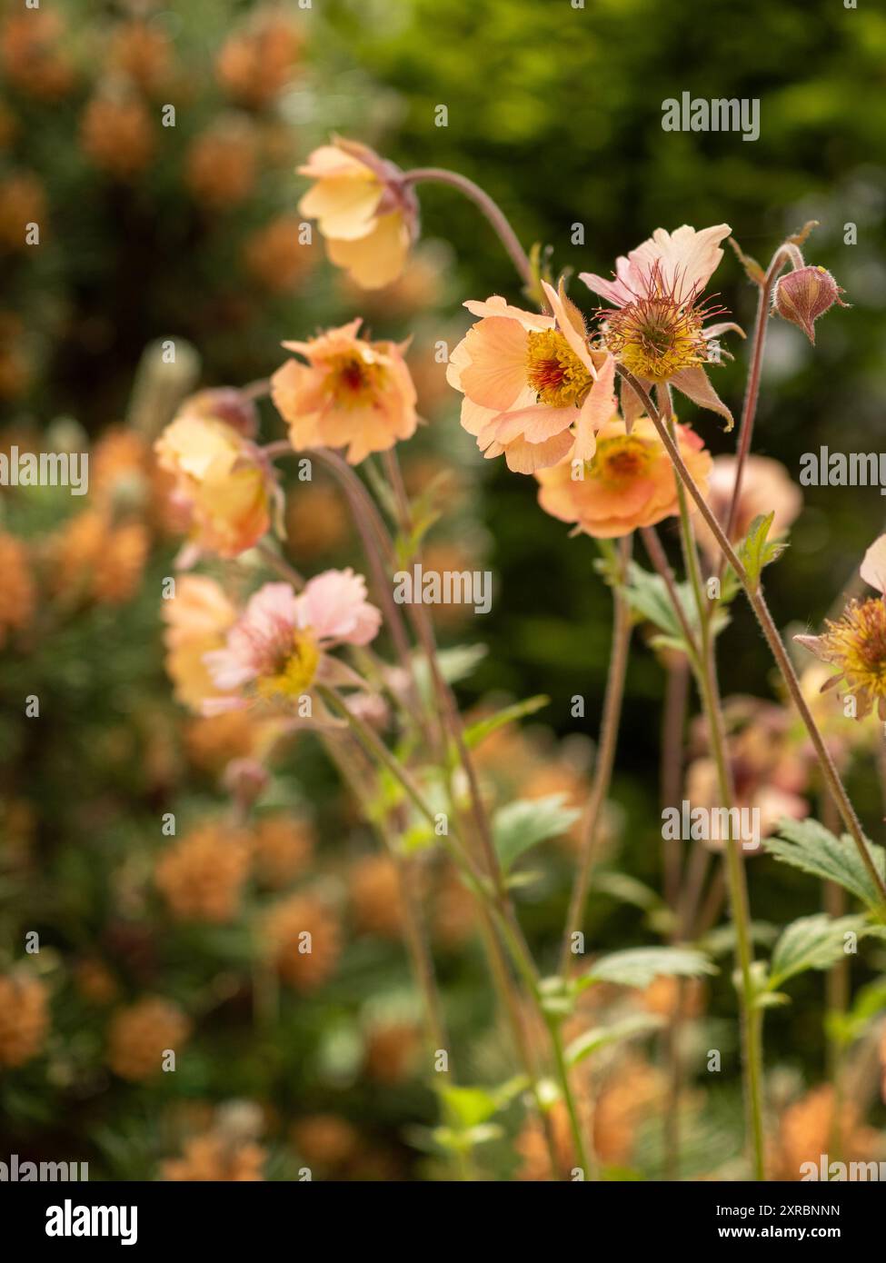 Geum 'Mai Tai' plant in an early summer British garden border showing ...