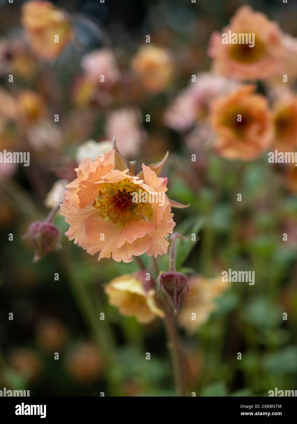 Tai flower hi-res stock photography and images - Alamy