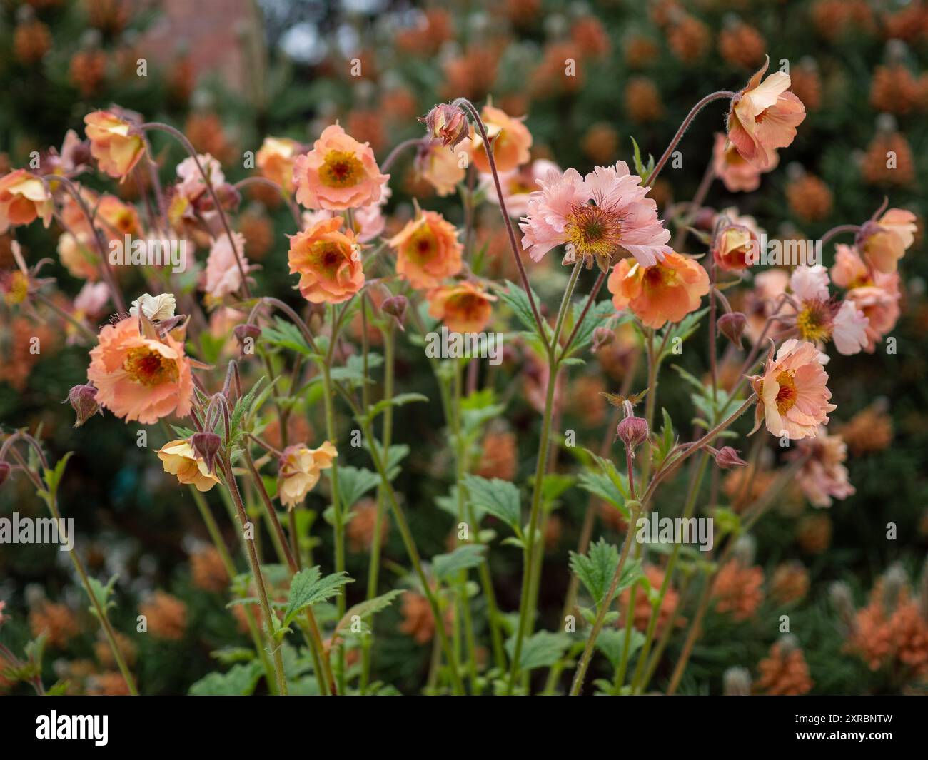Geums cocktail series hi-res stock photography and images - Alamy