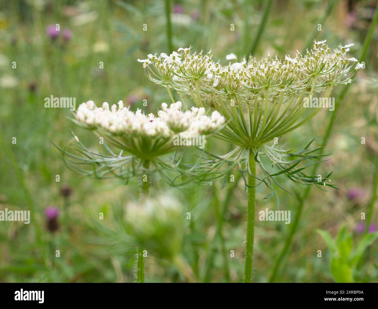 Close up of the delicate umbel of the wild carrot flower (Daucus carota ...