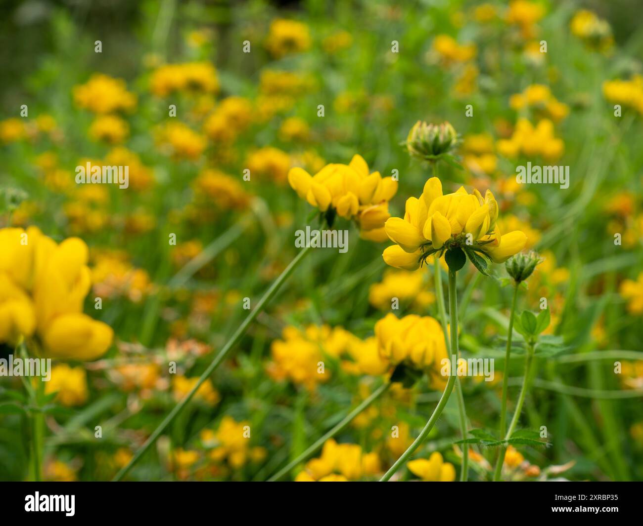 A carpet of yellow Greater Bird's Foot Trefoil (Lotus penduculatus ...