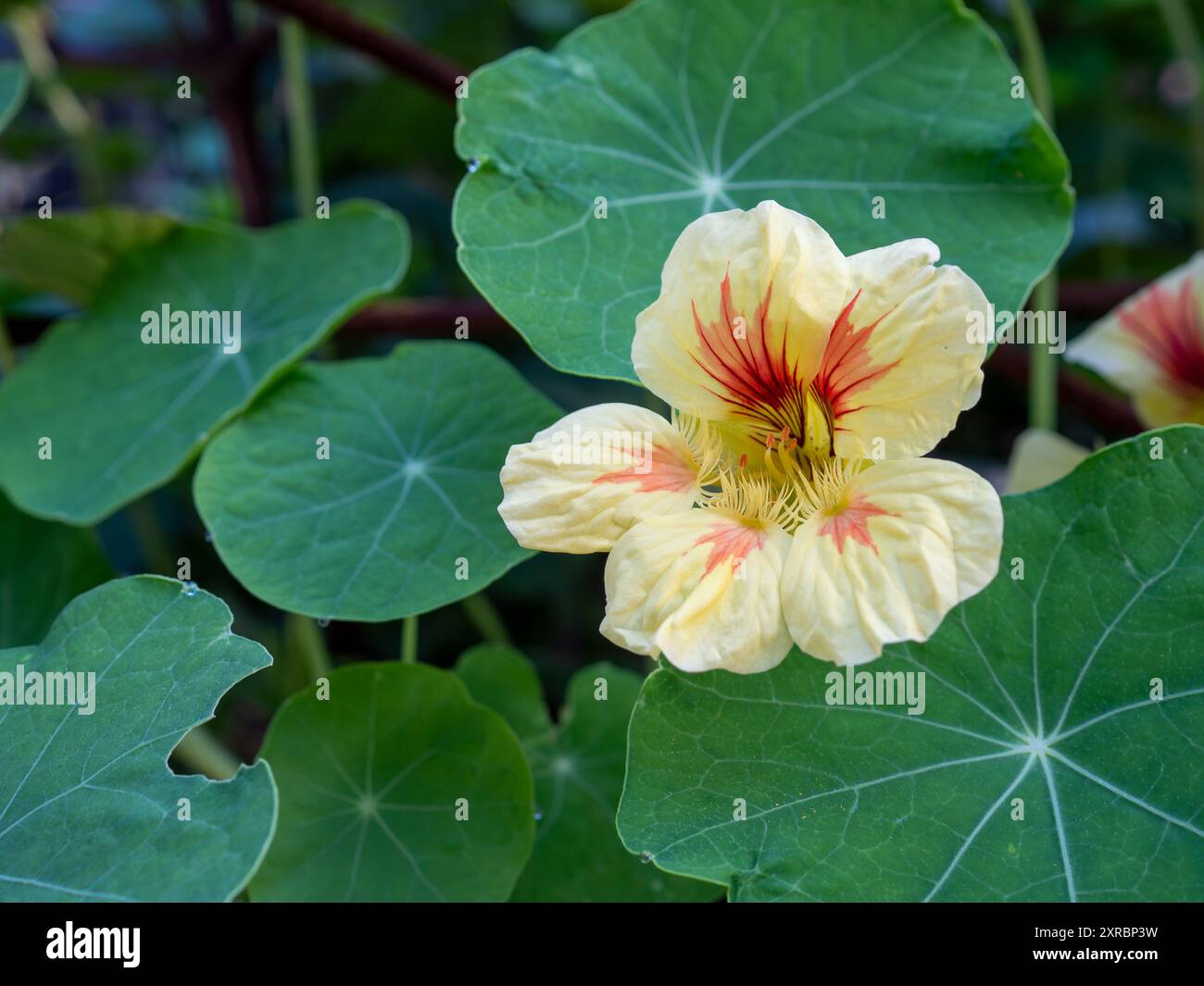Potager kitchen garden hi-res stock photography and images - Alamy