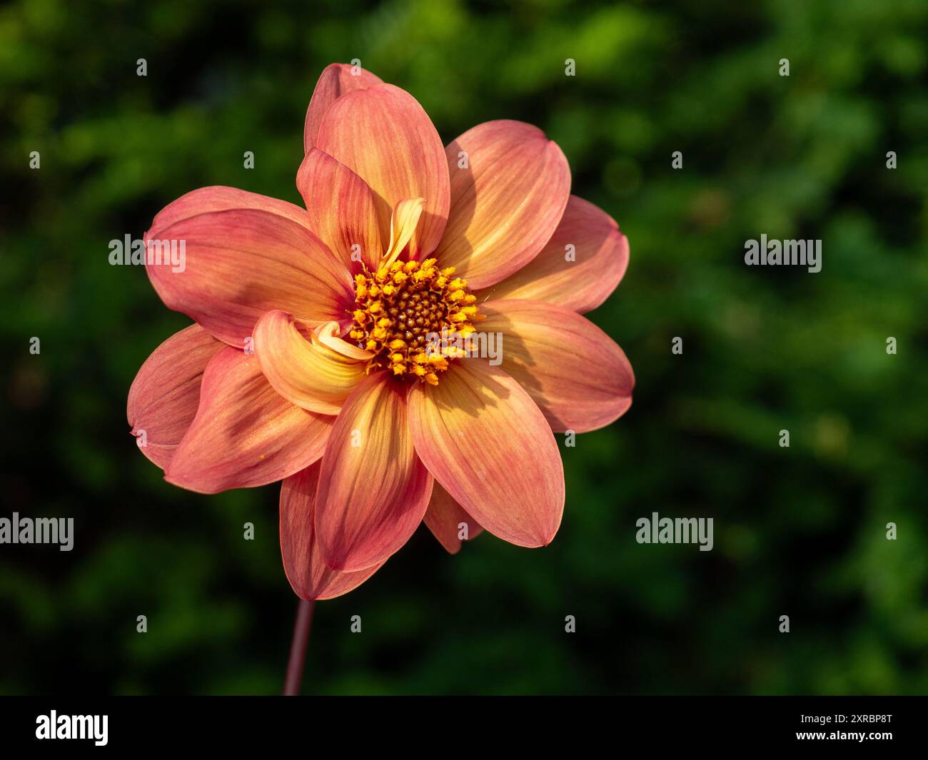 Schippers bronze dahlia hi-res stock photography and images - Alamy