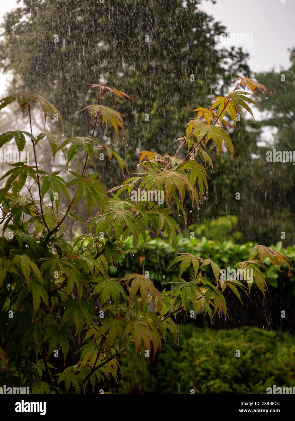 Heavy summer rain falling on the leaves of a Japanese acer tree close ...