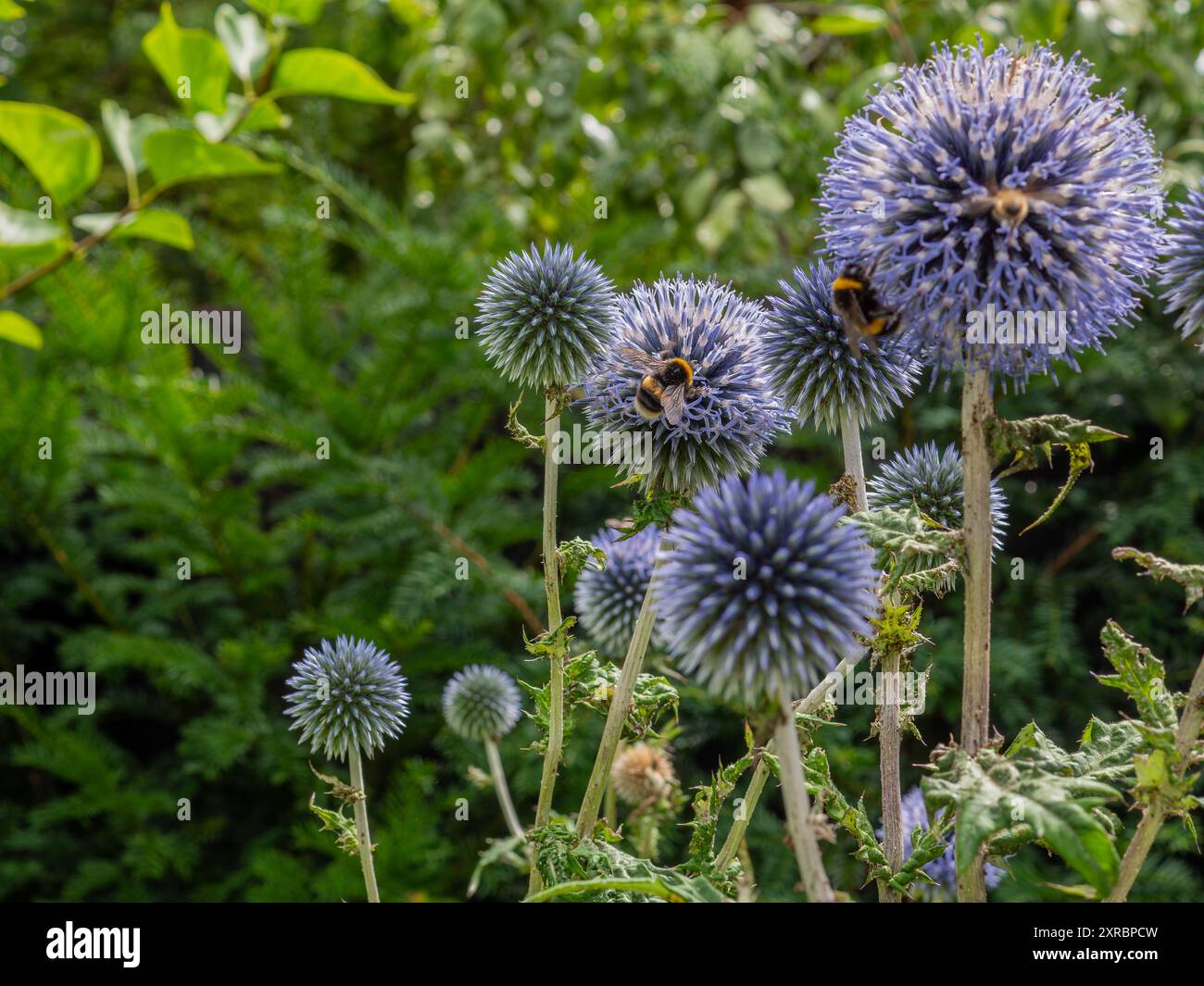 Plant blue thistle hi-res stock photography and images - Alamy