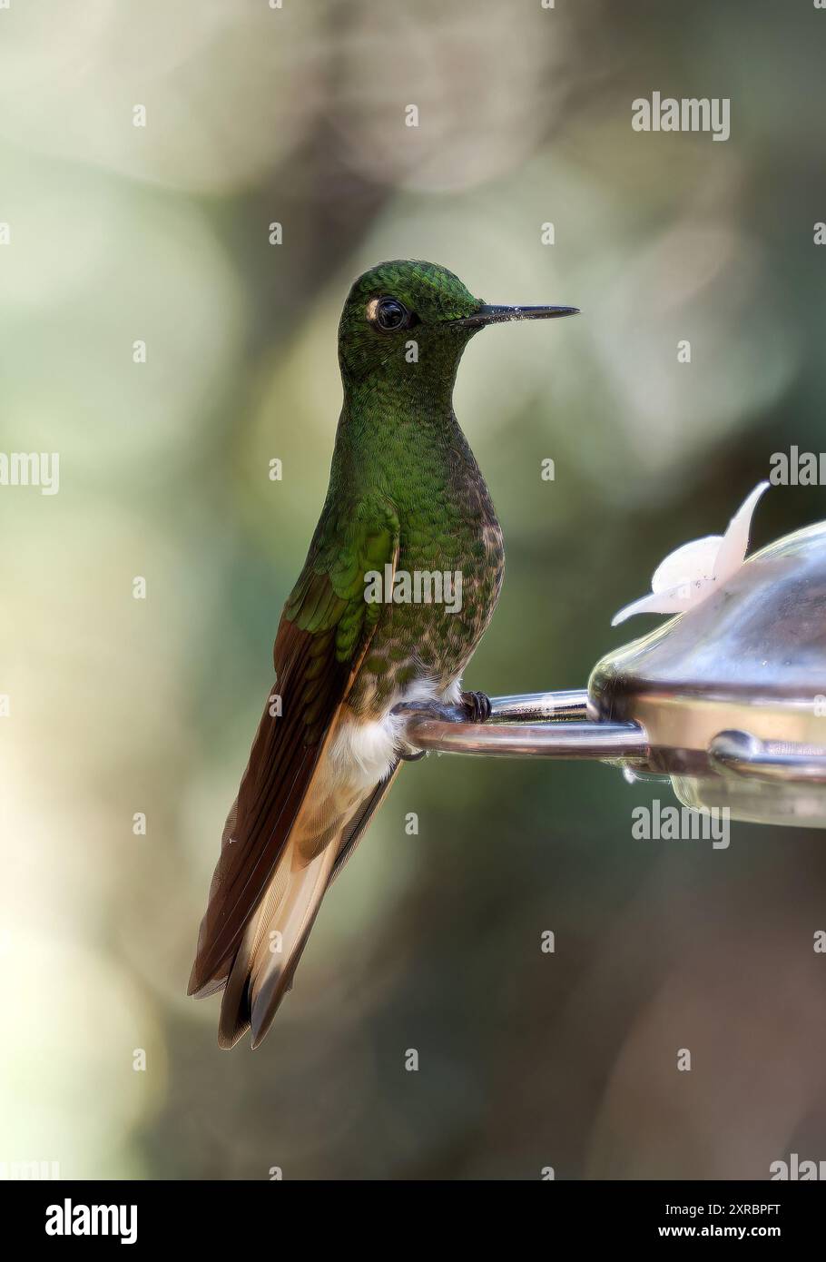 Buff-tailed coronet, Fahlschwanzkolibri, Colibri flavescent ...