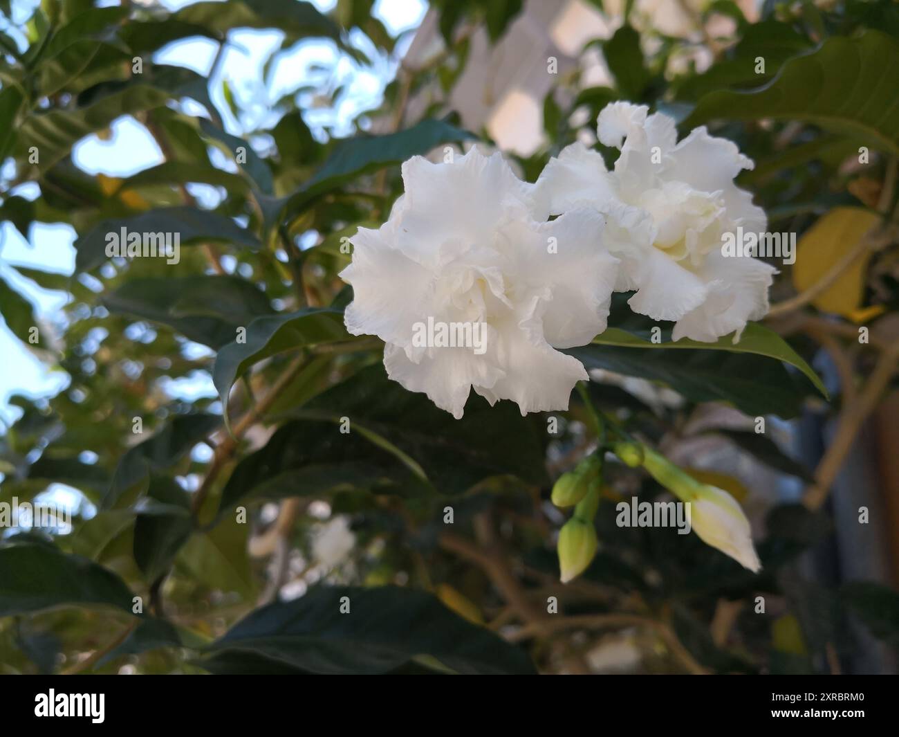 The beautiful Arabian jasmine flower in garden Stock Photo - Alamy