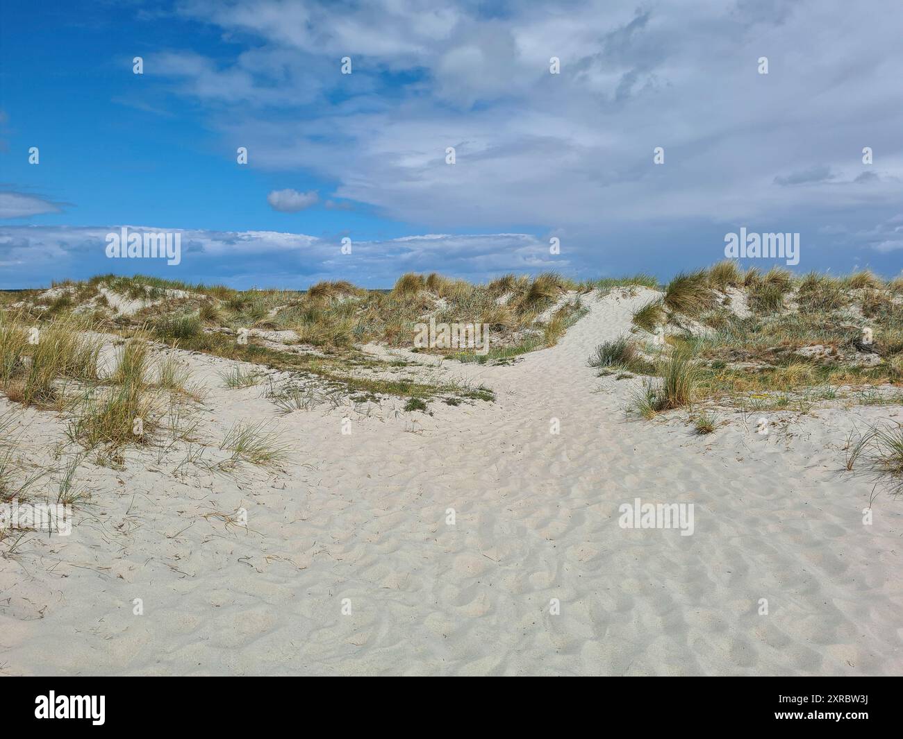 Path through the dune landscape with vegetation at the transition to ...
