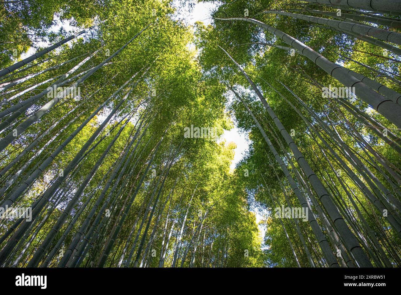 Worlds fastest growing plant hi-res stock photography and images - Alamy