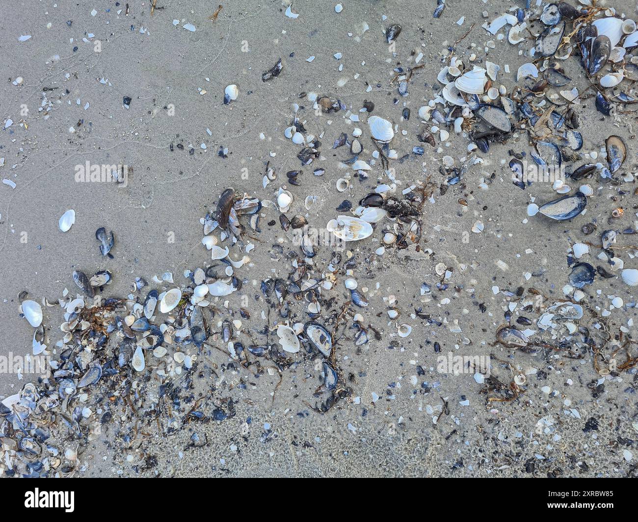 Edge sea mussel shells hi-res stock photography and images - Alamy