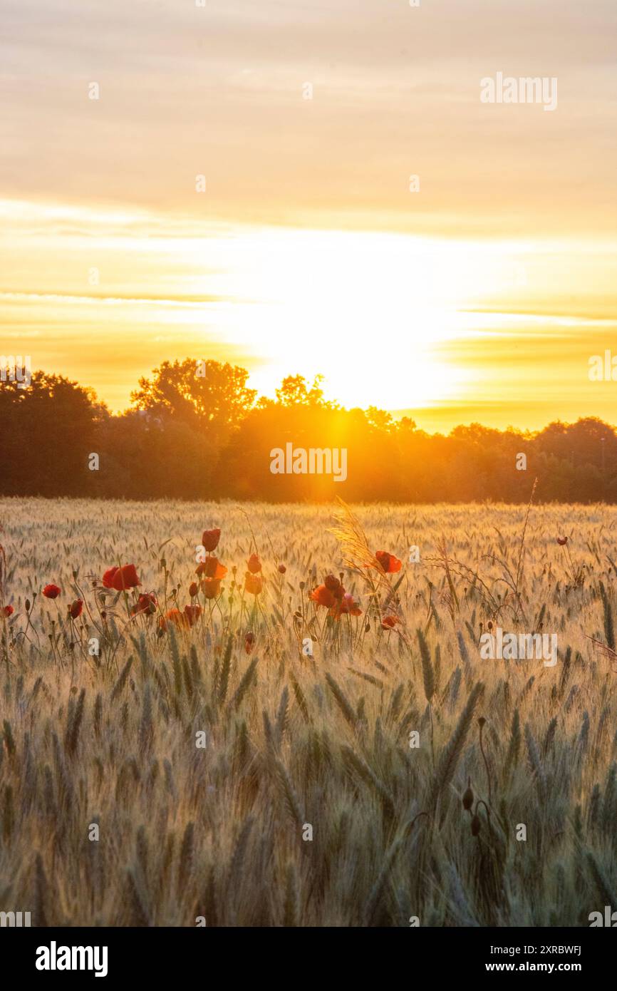Sunrise field hi-res stock photography and images - Alamy