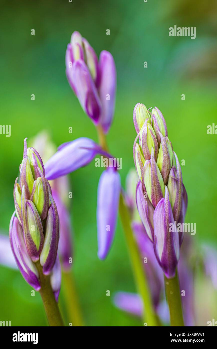 Funkia (Hosta) flower buds, close-up Stock Photo - Alamy