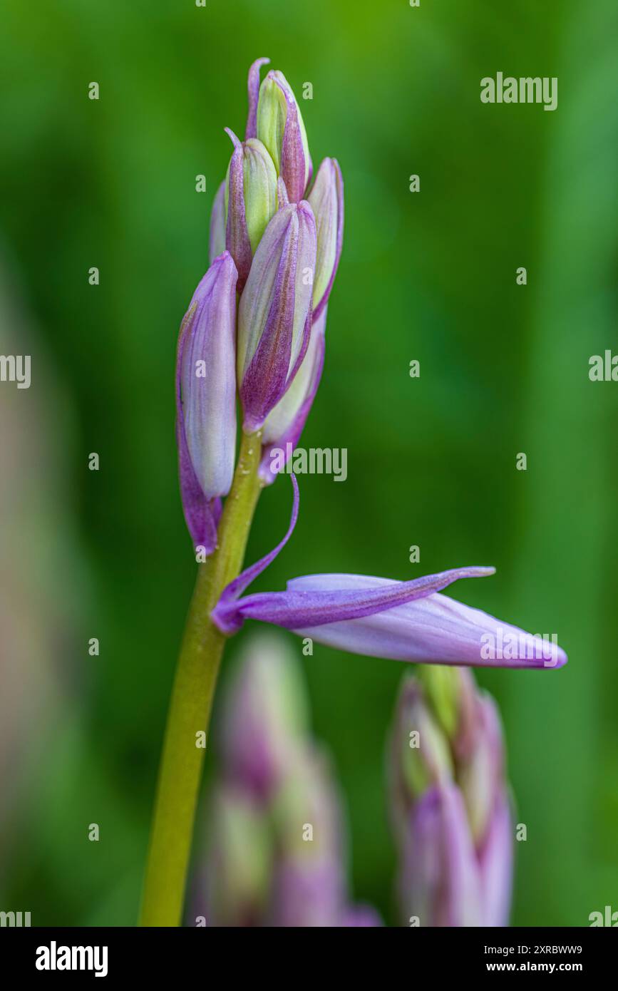 Funkia (Hosta) flower buds, close-up Stock Photo - Alamy