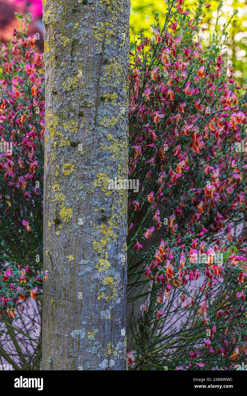 Flowering broom / broom broom, Cytisus scoparius 'Red Wings' Stock ...