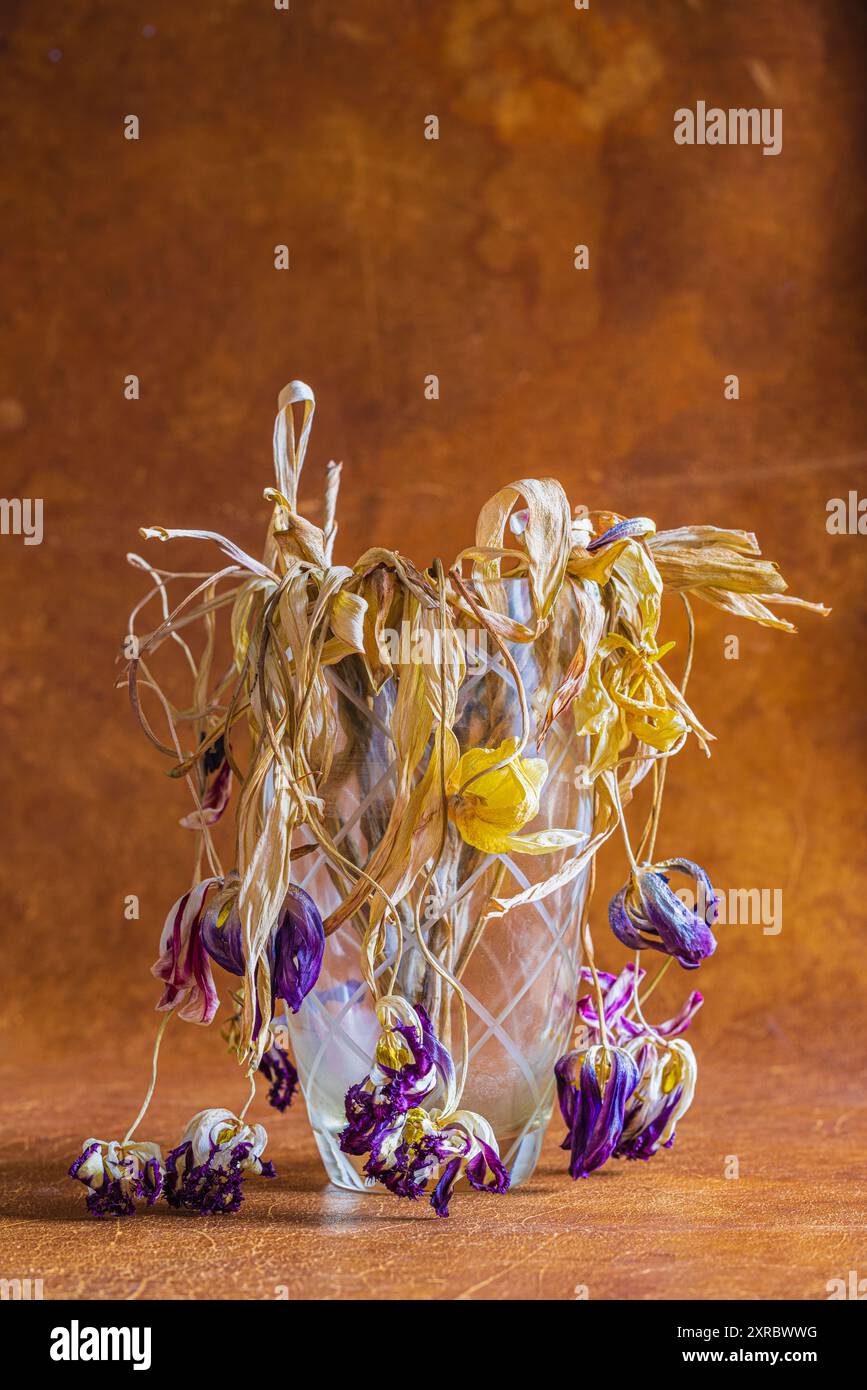 Dead tulips flower hi-res stock photography and images - Alamy