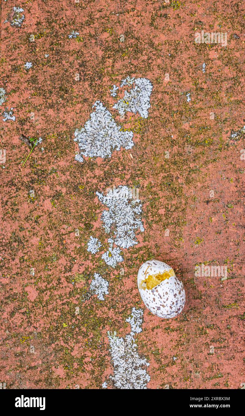 Paving stone with lichen, still life from nature, broken bird's egg on ...