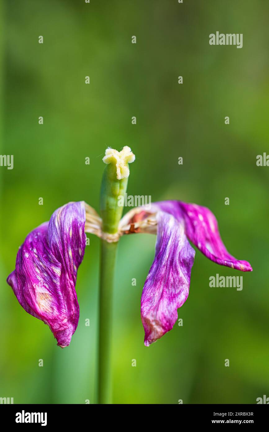 Close up faded flowers hi-res stock photography and images - Alamy