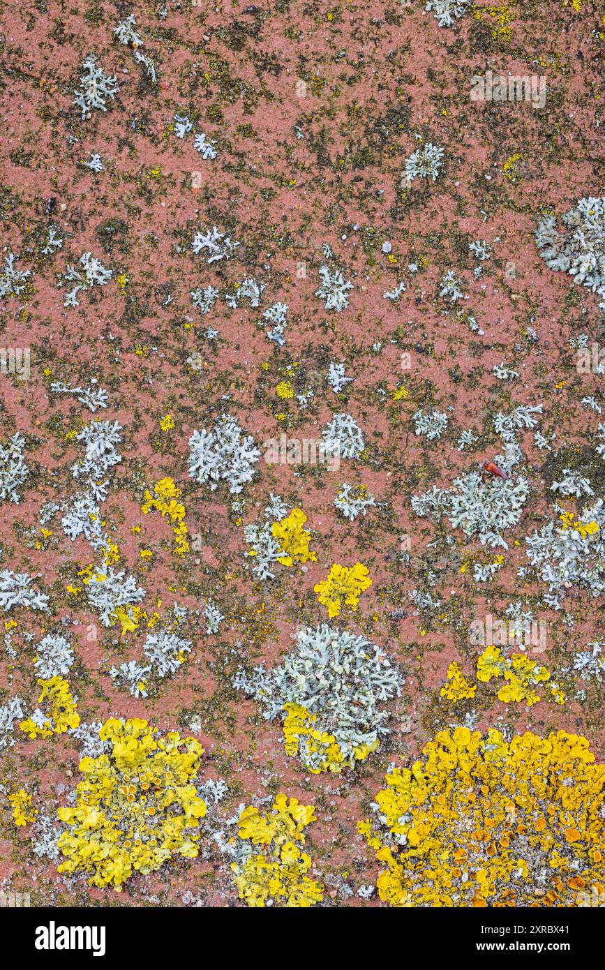 Paving stone with lichen, still life from nature, wallpaper Stock Photo ...
