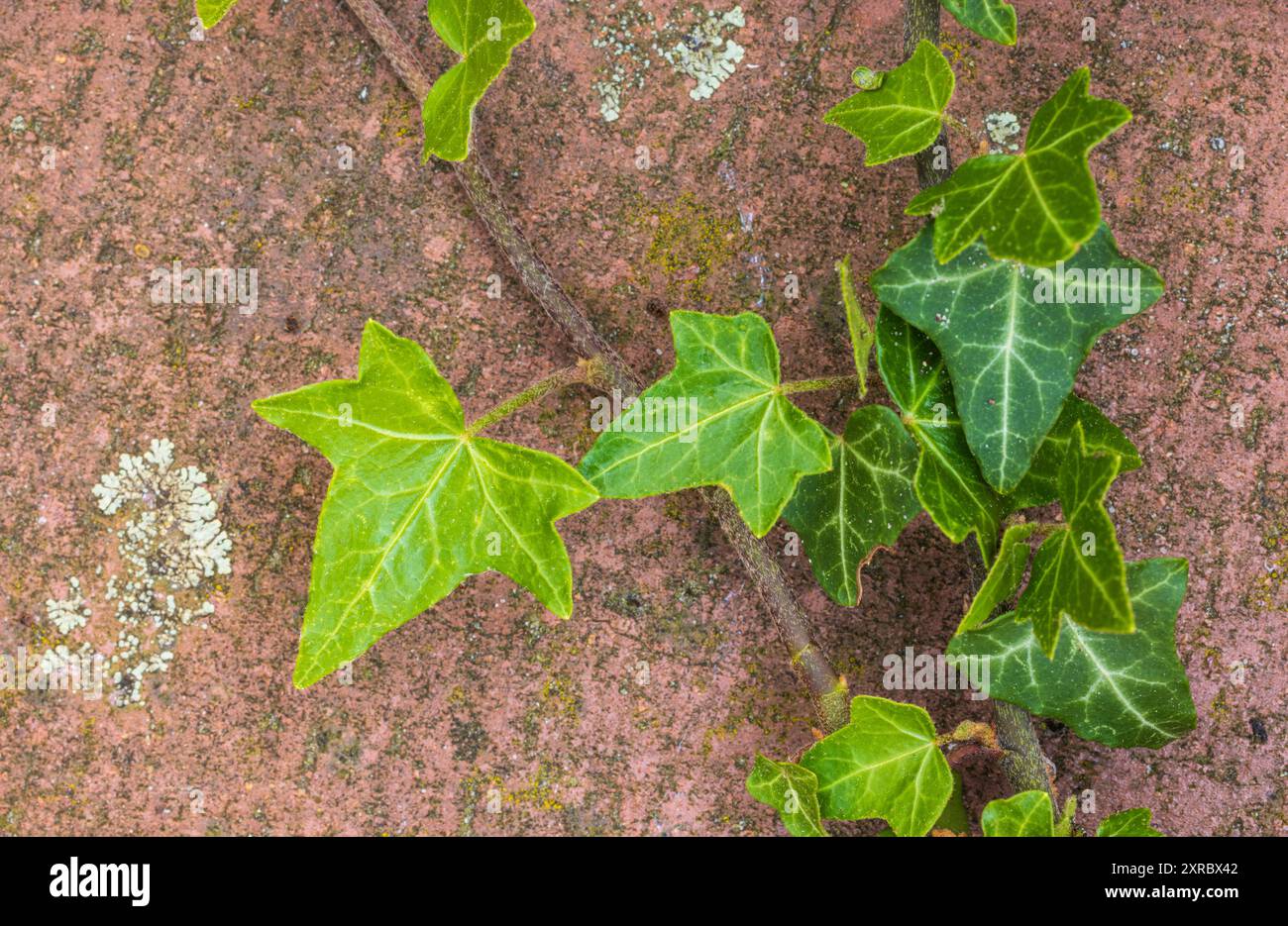 Common ivy (Hedera helix) climbing a stone wall, close-up Stock Photo ...
