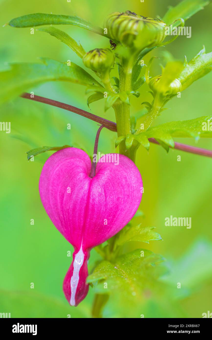 a heart made of flowers, tearing heart, blossom, close-up Stock Photo ...