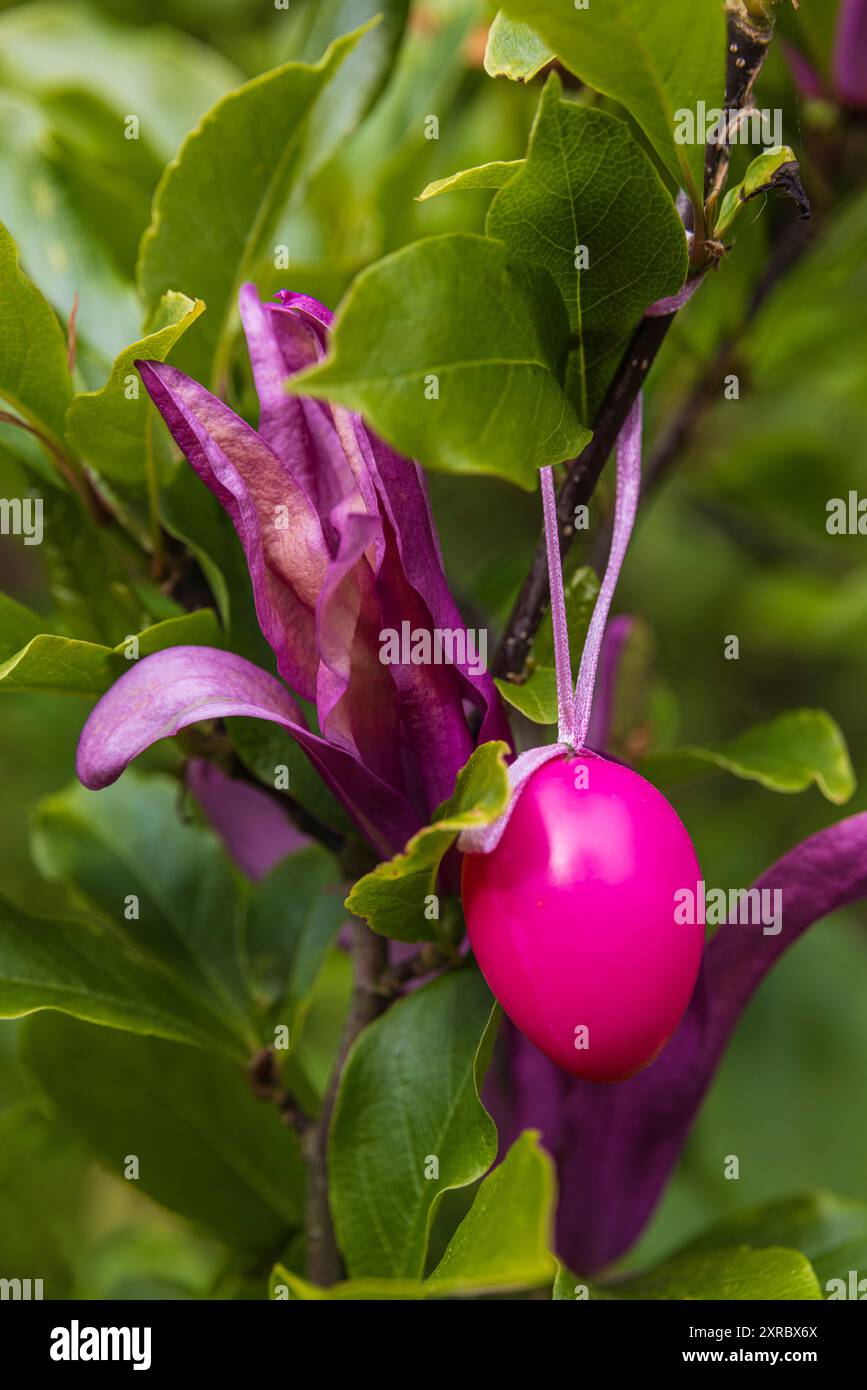 Magnolia buds with pink Easter egg, close-up Stock Photo - Alamy