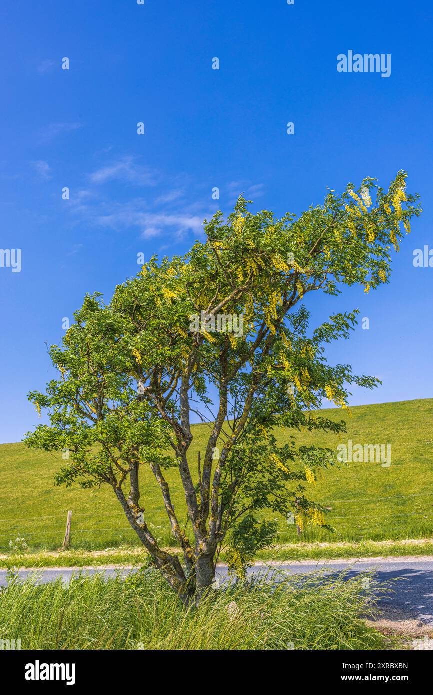Yellow rocket hi-res stock photography and images - Alamy