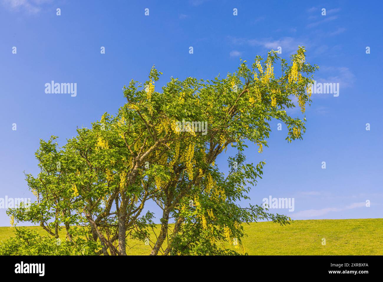 Common laburnum 'Yellow Rocket' against a blue sky Stock Photo - Alamy