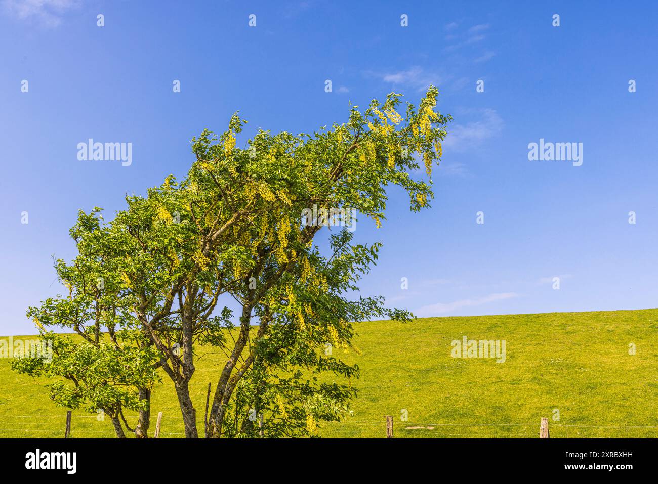 Common laburnum 'Yellow Rocket' against a blue sky Stock Photo - Alamy