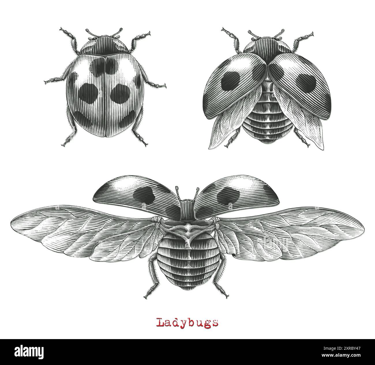 Adult Lagybugs beettle hand drawing vintage engraving illustration on ...