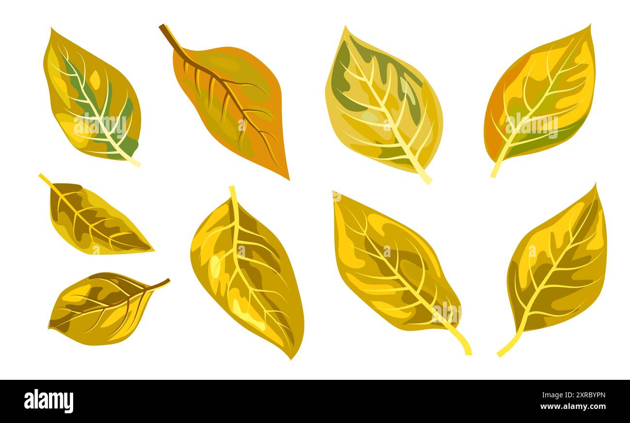 Collection of autumn leaves in different shapes and colors on a white ...