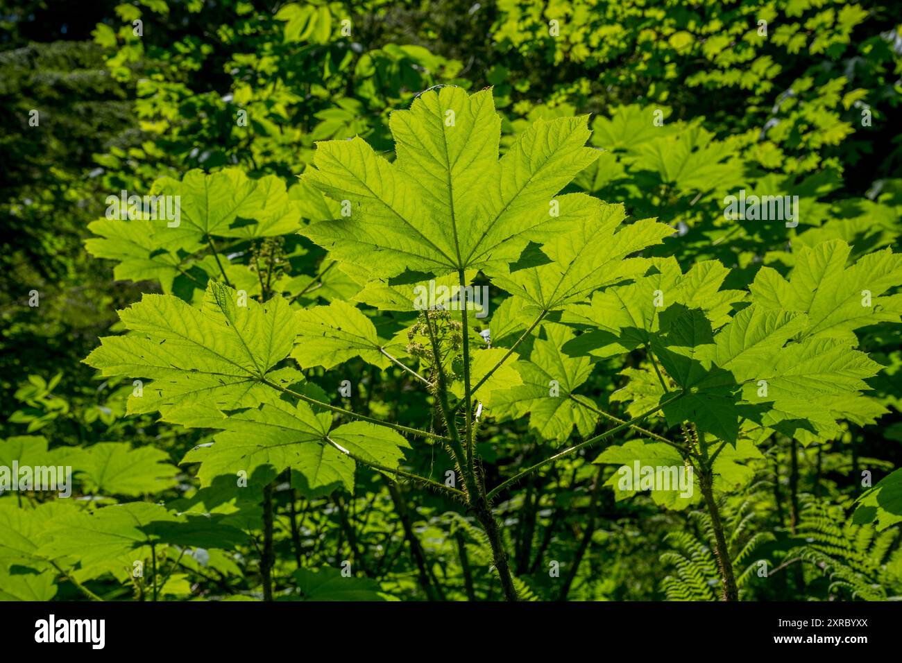 Backlit Devils club plants (Oplopanax horridus) in the spring along the ...