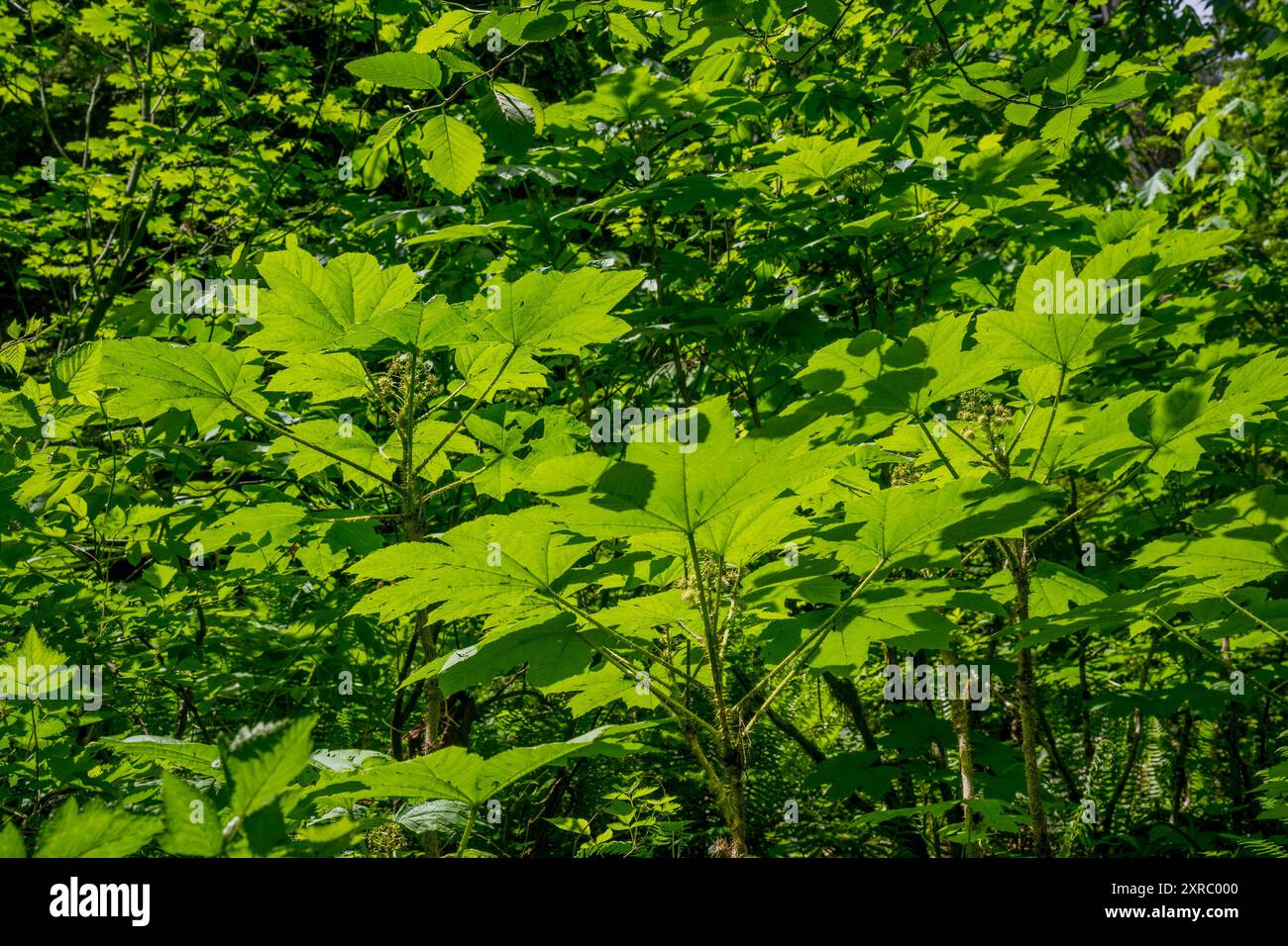 Backlit Devils club plants (Oplopanax horridus) in the spring along the ...