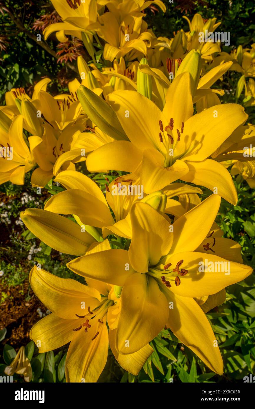 Yellow Asiatic Hybrid Lilies in a garden in Kirkland, Washington State ...